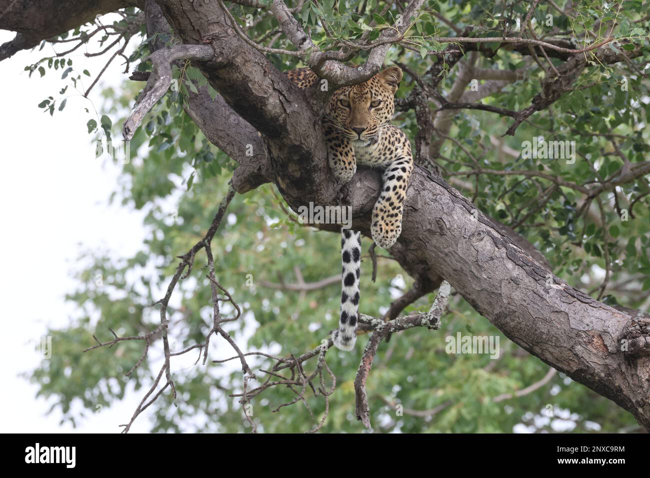 LEOPARD IN TREE Stock Photo - Alamy