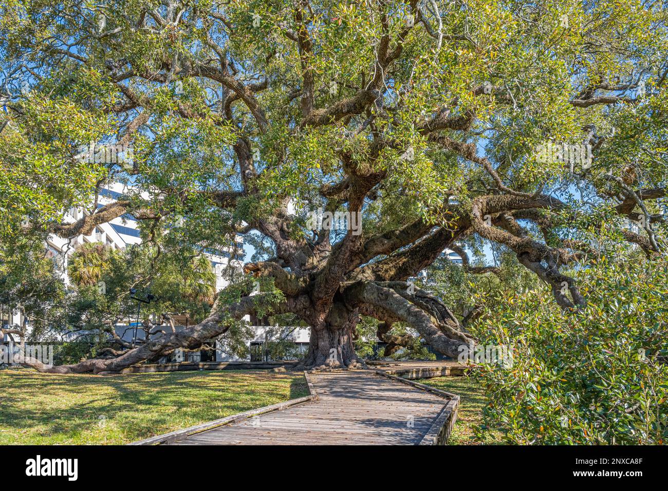 Treaty Oak, a massive and ancient Florida live oak tree at Jessie Ball ...