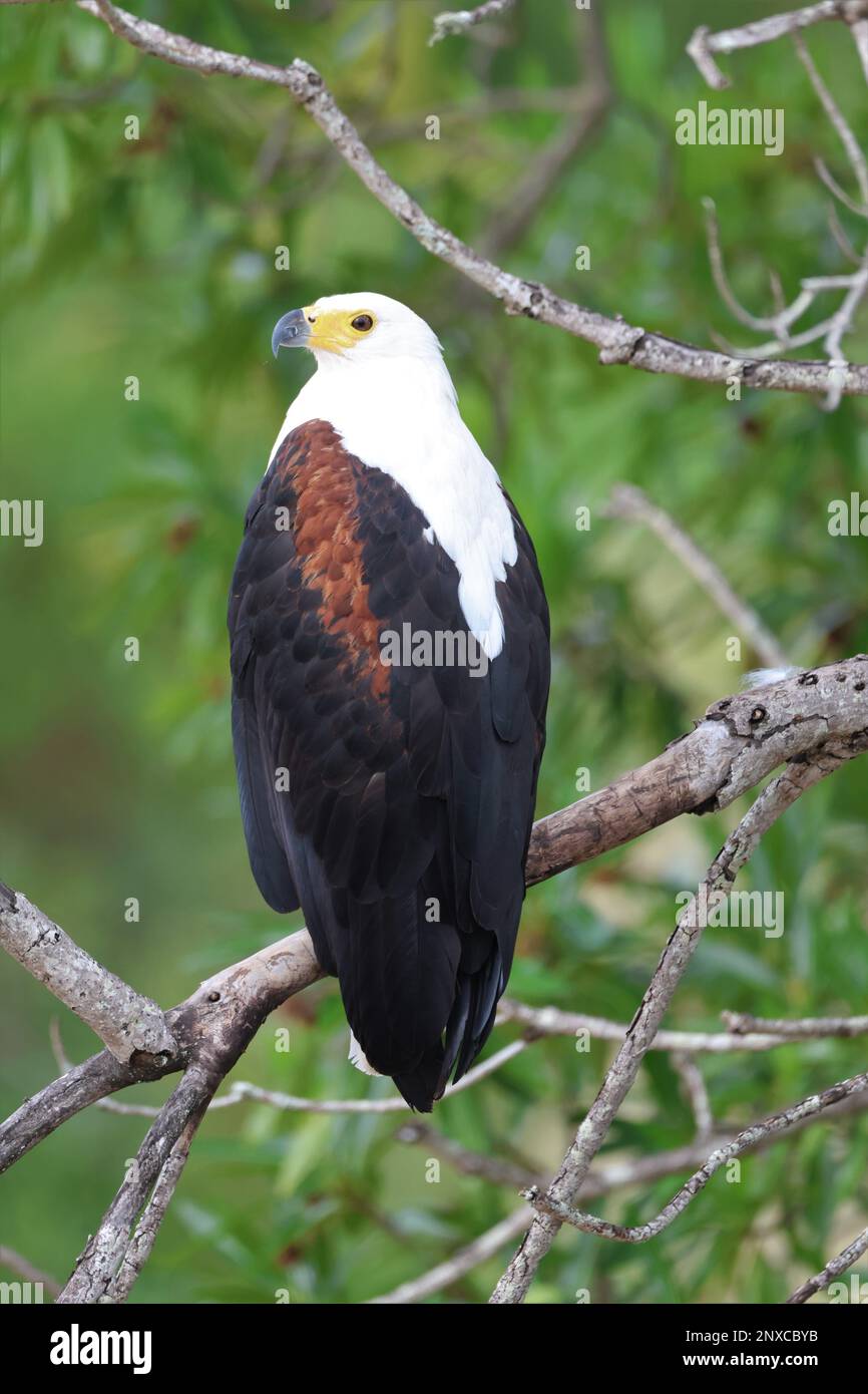 African fish eagle is absent from arid areas hi-res stock photography ...