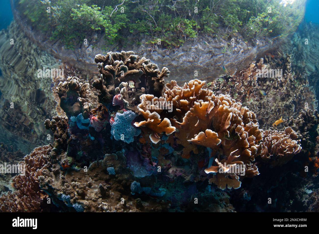 Corals, sponges, and other invertebrates grow in the shallows next to a ...