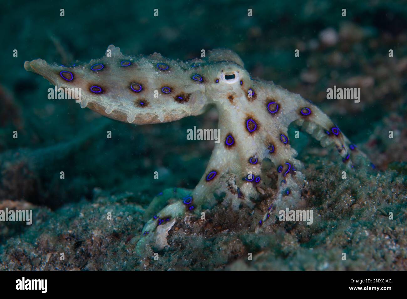 A Blue Ring octopus crawls on the seafloor of a reef in Lembeh ...