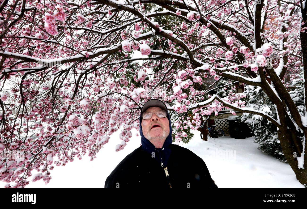 Hugh Van Natter looks at the heavy, wet snow clinging to blossoms on ...