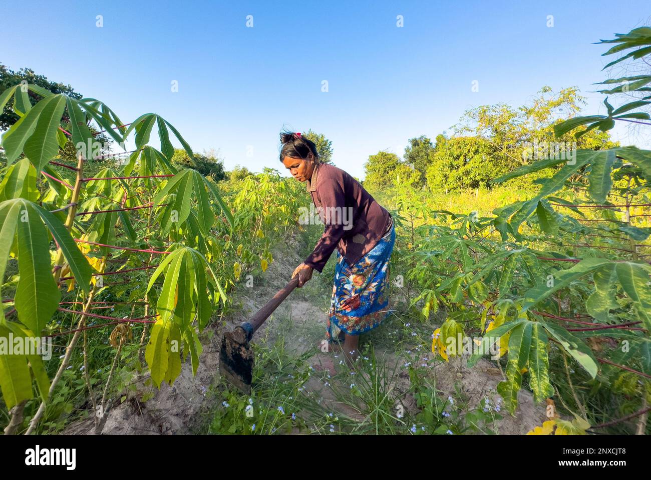 A woman in a rural village in Siem Reap province, Cambodia, tends her ...