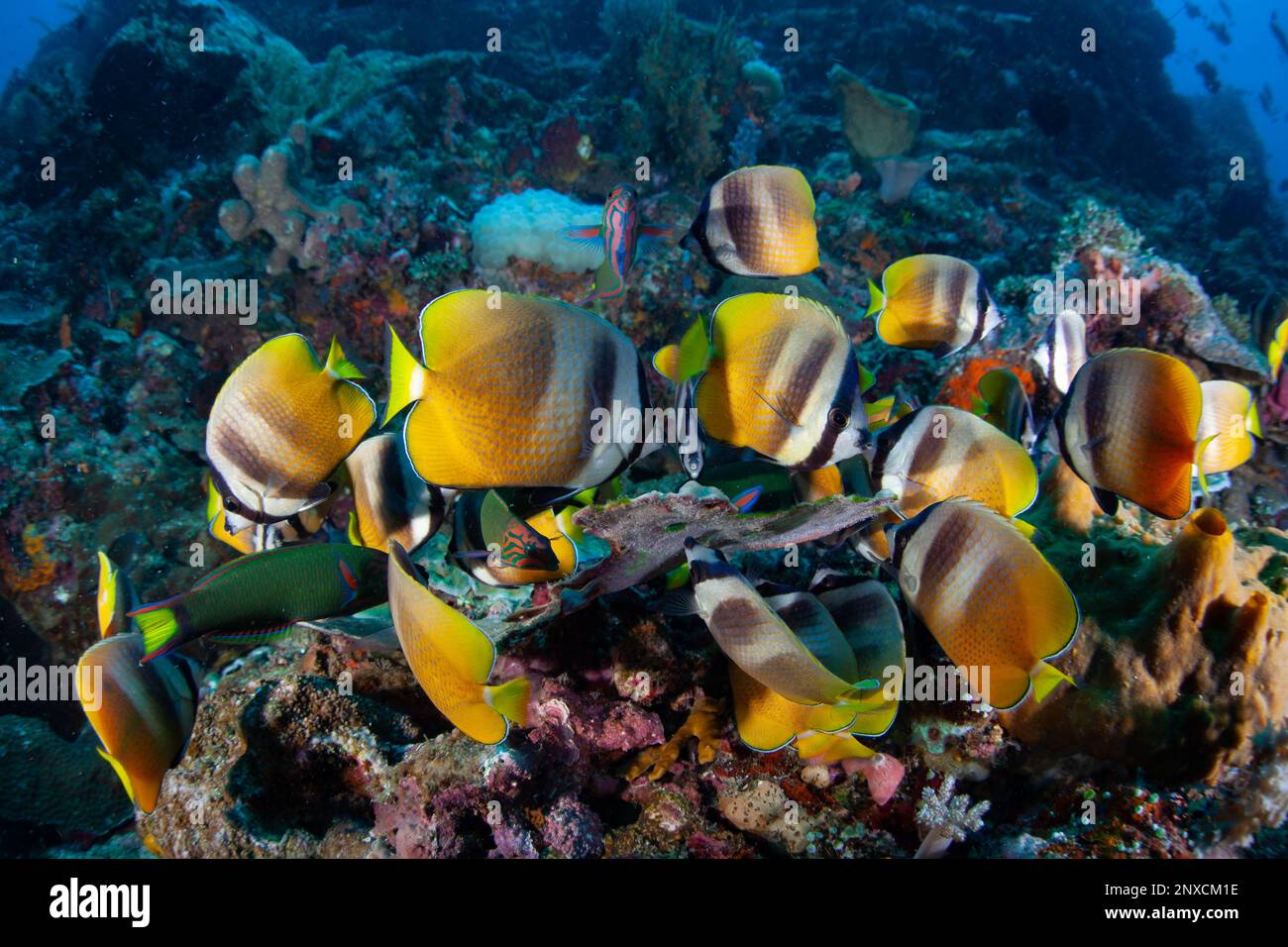 Klein's butterflyfish, and other species, feed on demersal damselfish ...