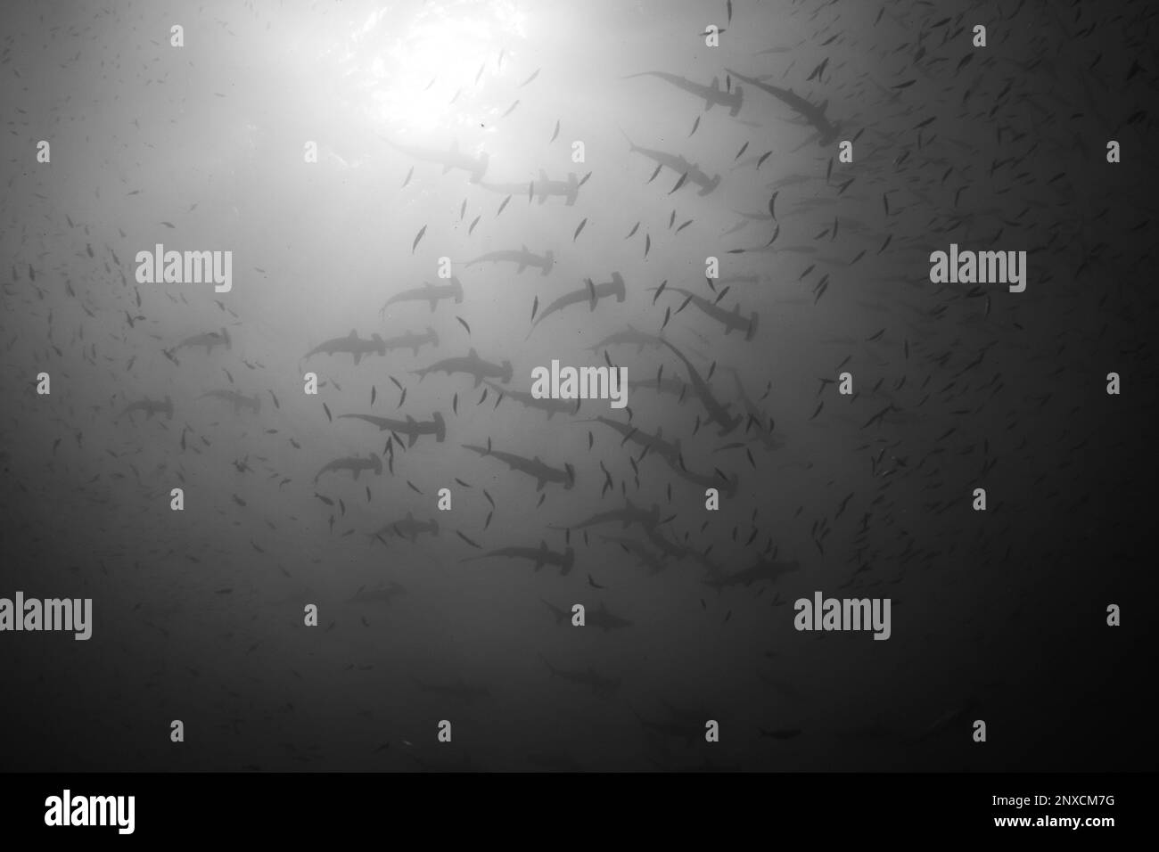 A school of Scalloped hammerhead sharks, Sphyrna lewini, swims in the ...