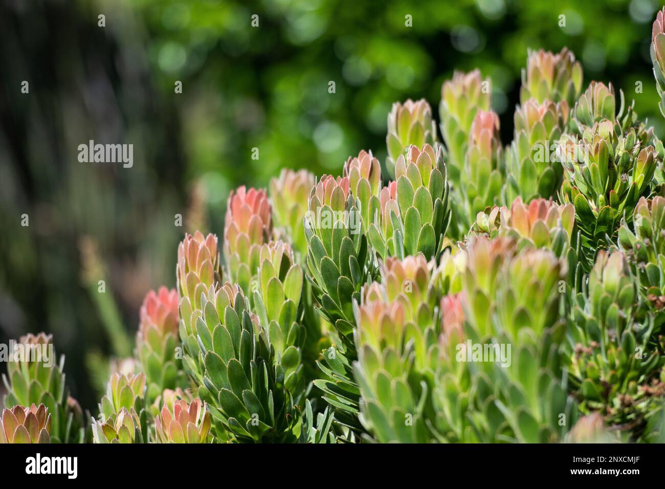 Protea shrub hi-res stock photography and images - Alamy