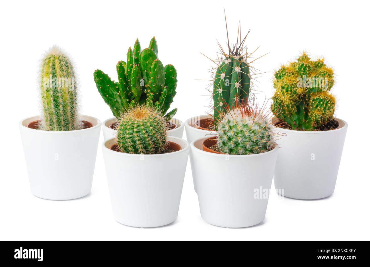 different types of cactus isolated on white background Stock Photo - Alamy