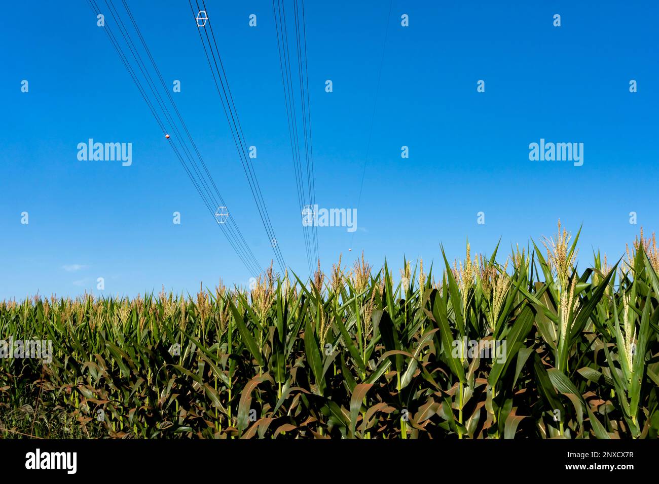 view of plantation field on a blue sky day with power grid towers in ...