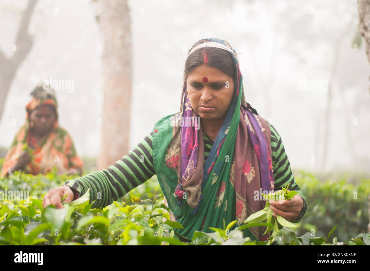 Dhaka, Bangladesh - 23 December 2022: Pictures of tea garden and tea ...