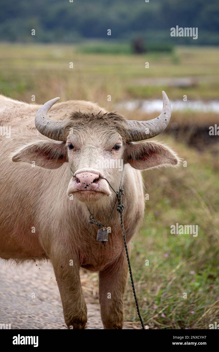 Plough cow cattle hi-res stock photography and images - Alamy