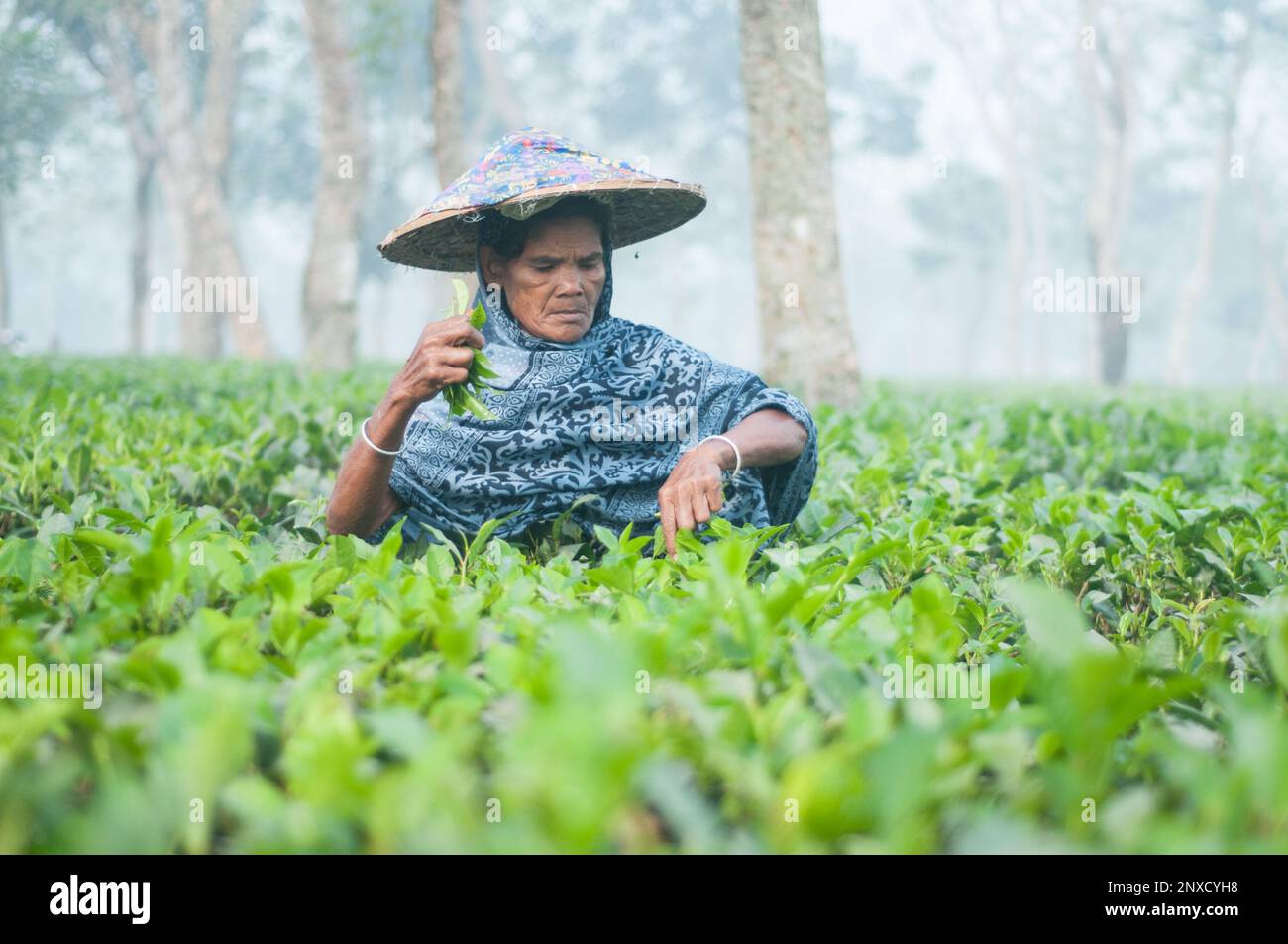 Cha bagan hi-res stock photography and images - Alamy