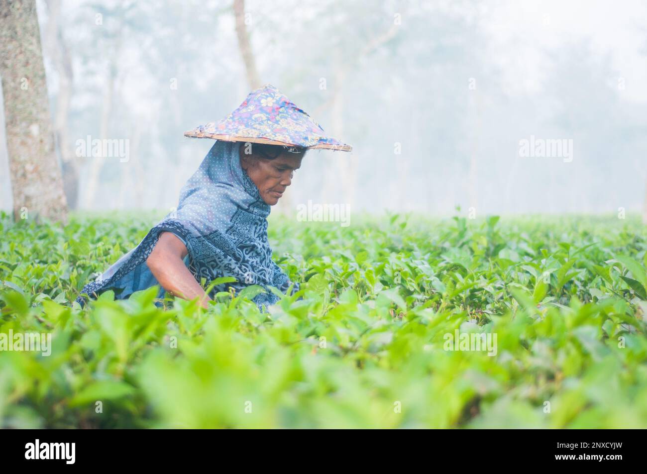Cha bagan hi-res stock photography and images - Alamy