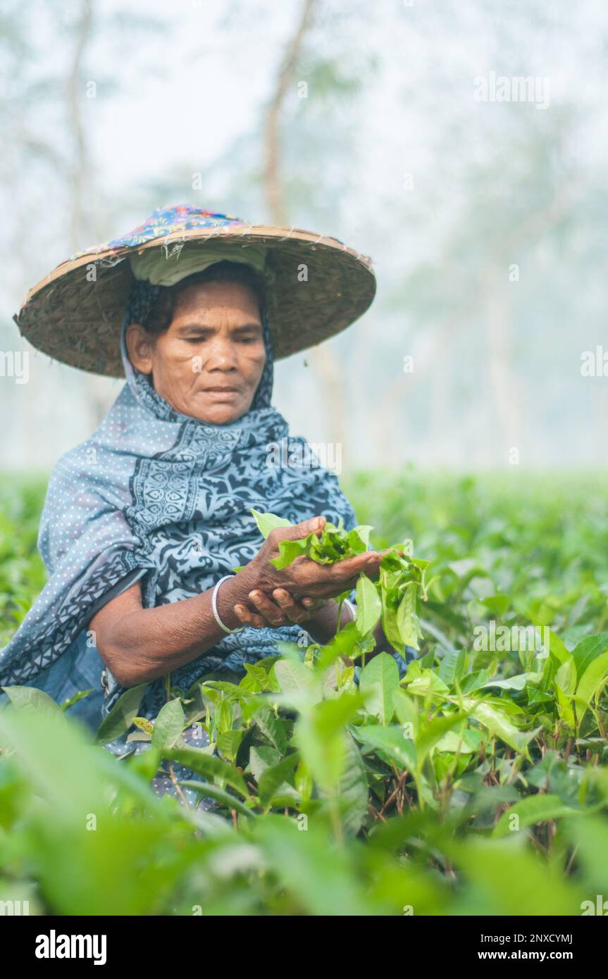 Cha bagan hi-res stock photography and images - Alamy