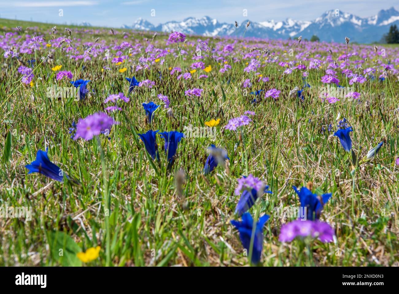 Spring land horizontal hi-res stock photography and images - Alamy