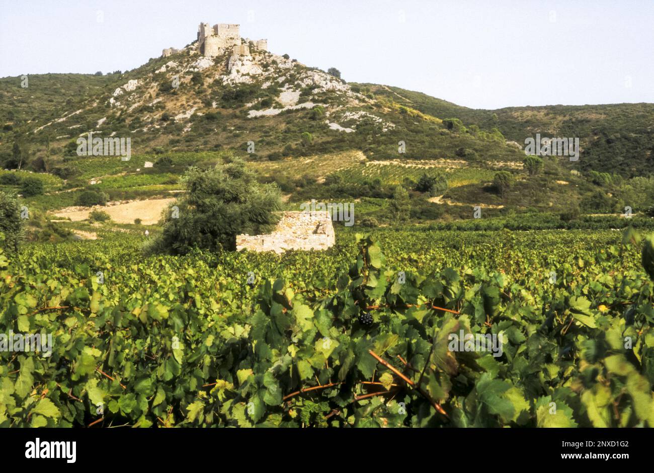 The 12th century Chateau d'Aguilar in Languedoc, France. One of the ...
