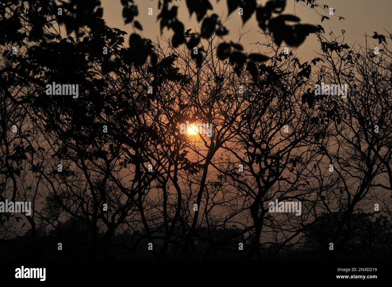 Evening nature view in a forest in Dhaka, Bangladesh Stock Photo - Alamy