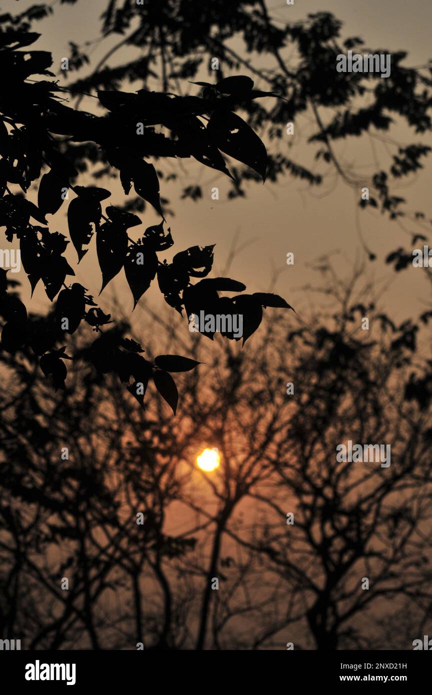Evening nature view in a forest in Dhaka, Bangladesh Stock Photo - Alamy
