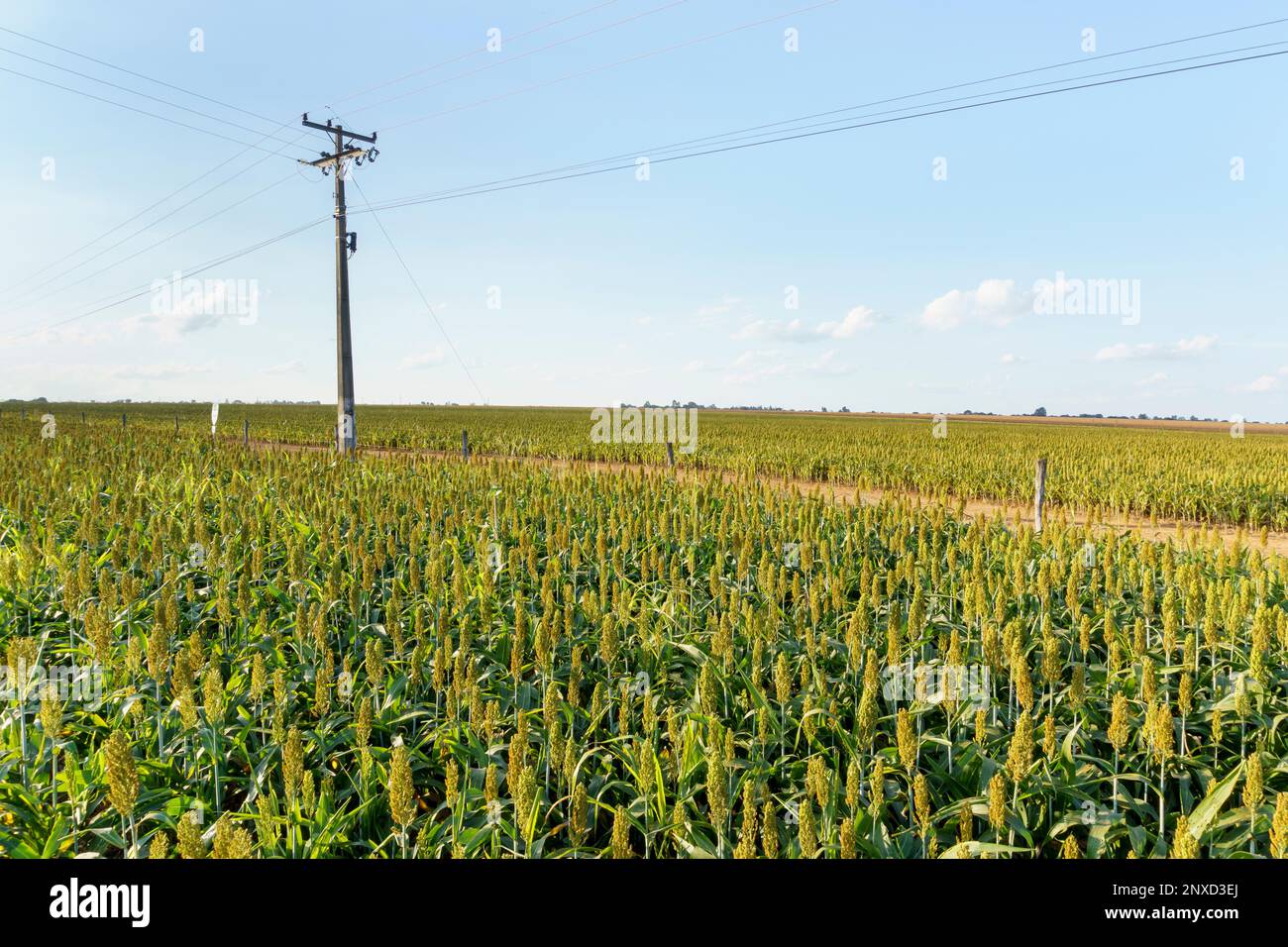 view of plantation field on a blue sky day with power grid towers in ...