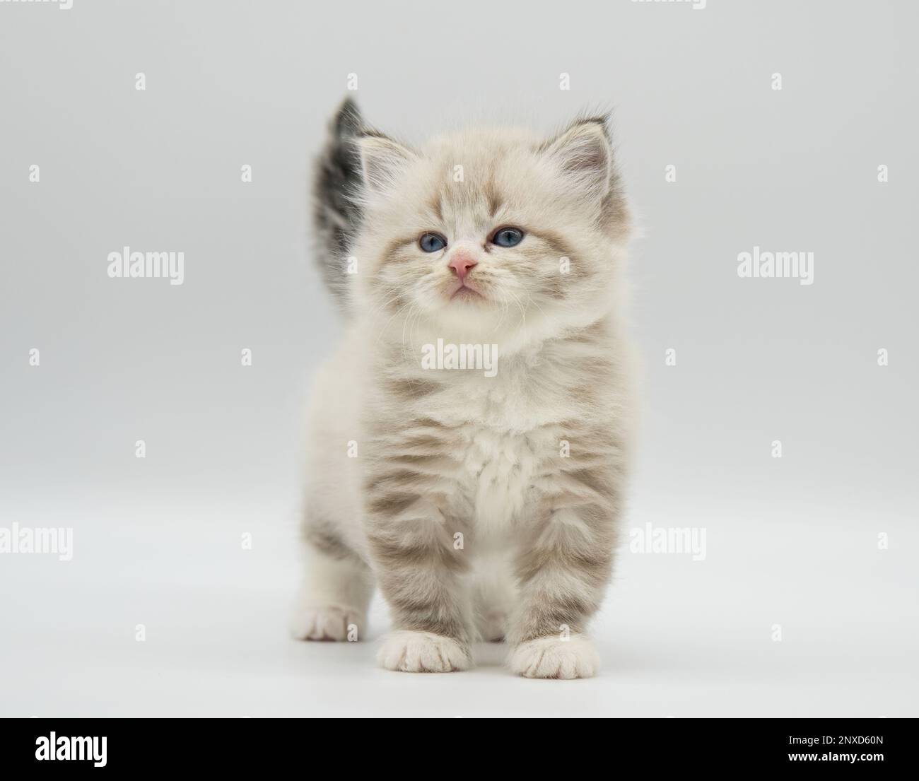 Neva masquerade kitten on a white background Stock Photo - Alamy