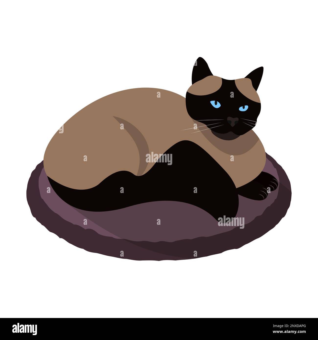 A beautiful fluffy Siamese cat is lying on the litter. The pet is resting on a soft pillow ...