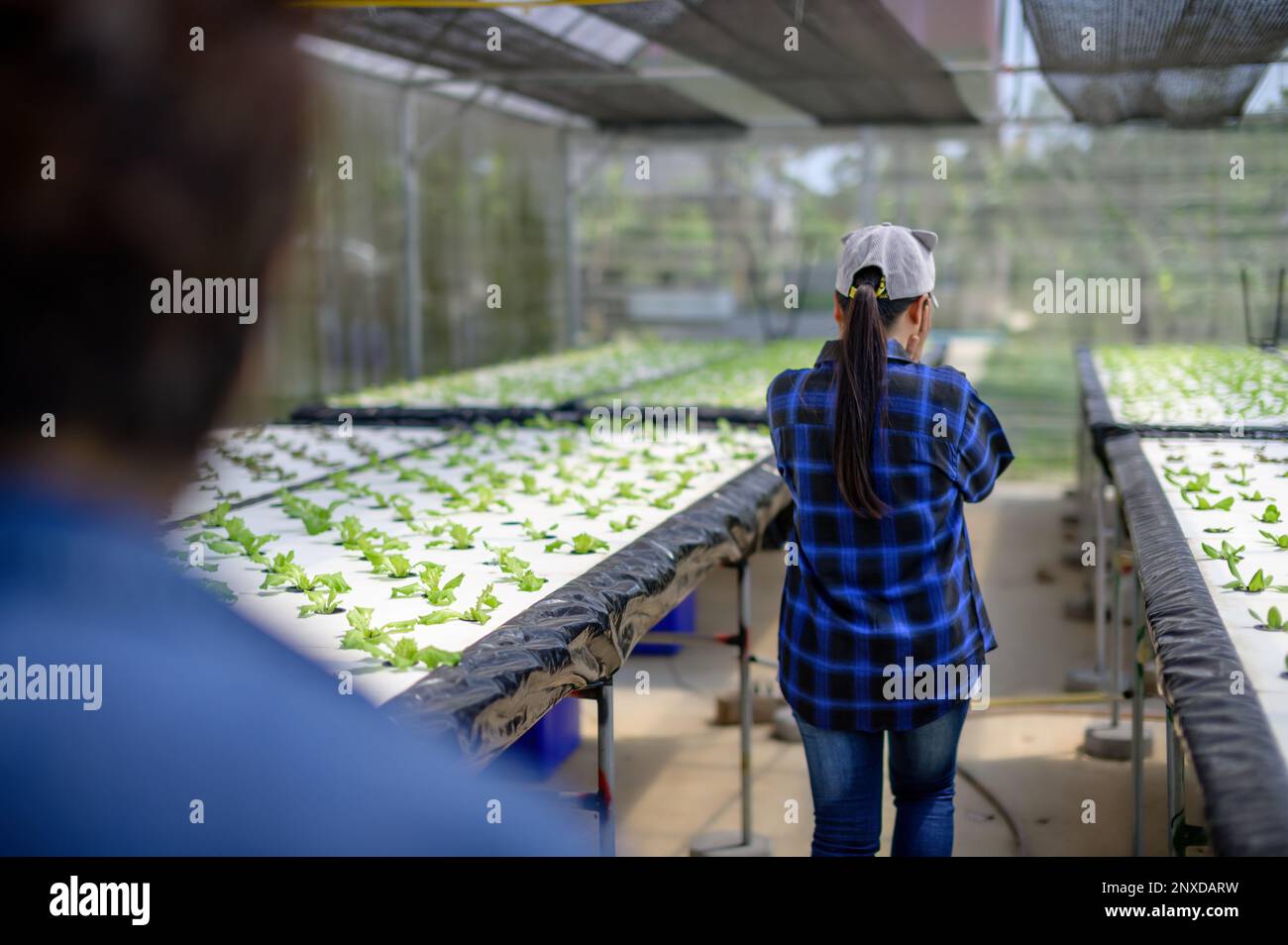 A female figure stands in an interior greenhouse, examining the lush ...