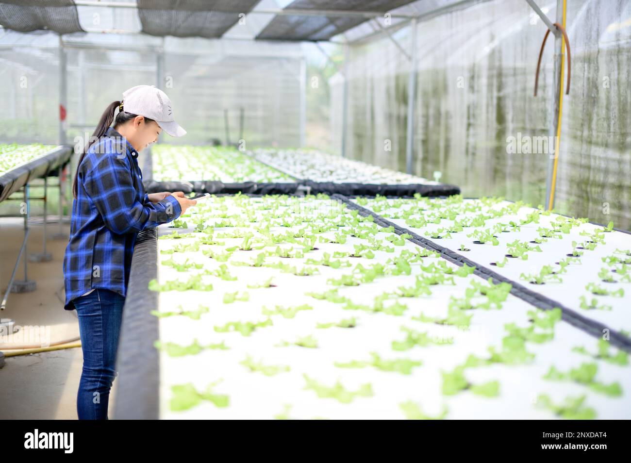 A female factory worker tending to a crop of lettuce plants in neat ...