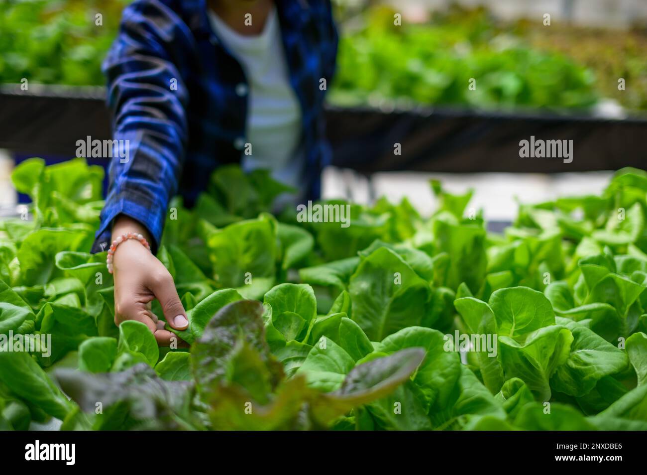 A female harvesting fresh leaves from a vegetable garden Stock Photo ...