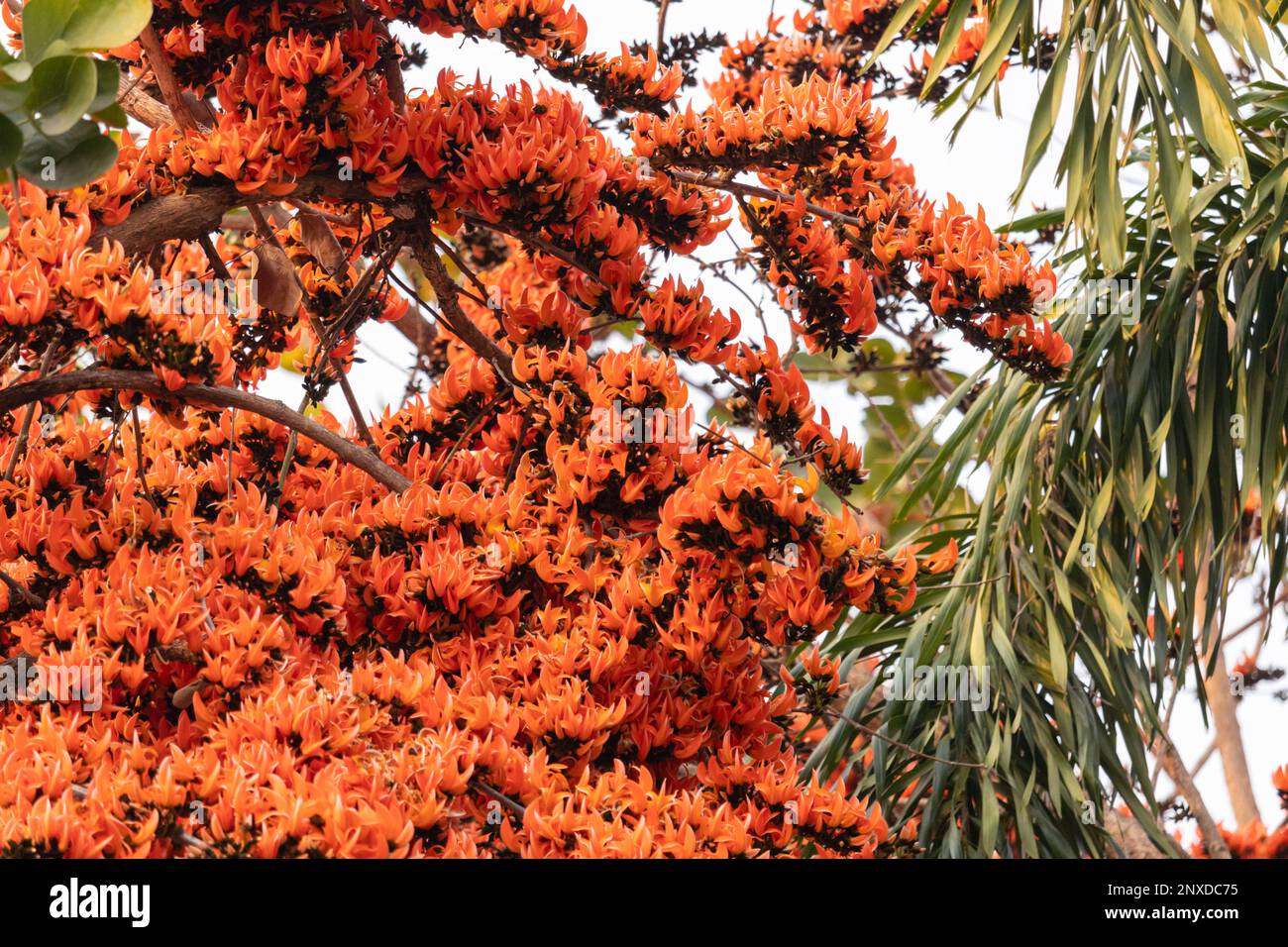 Blooming colorful palash flower in a tree in spring season just before ...
