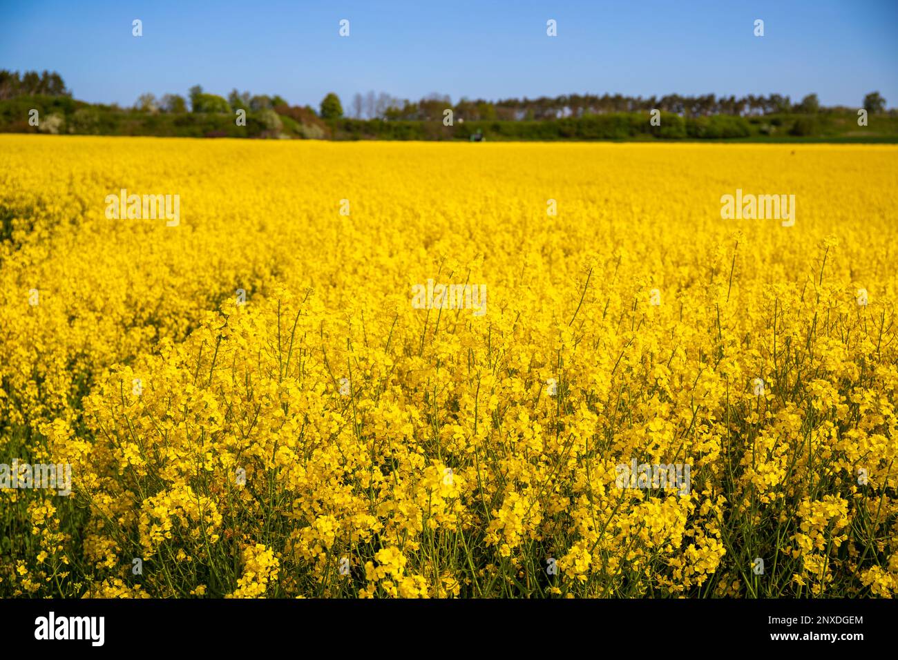 Panorama picture of a yellow rapeseed field with blue sky Stock Photo ...