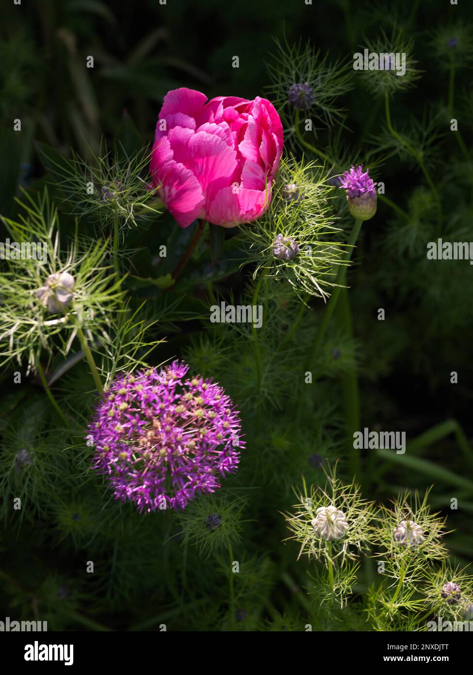 Pink peoni hi-res stock photography and images - Alamy