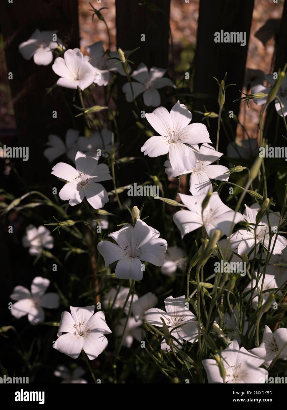 white Agrostemma flowers in flowerbed. Also known as Corncockle Stock ...
