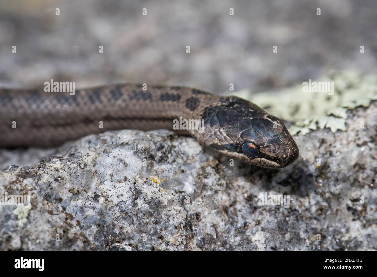 Schlingnatter, Coronella austriaca, smooth snake Stock Photo - Alamy