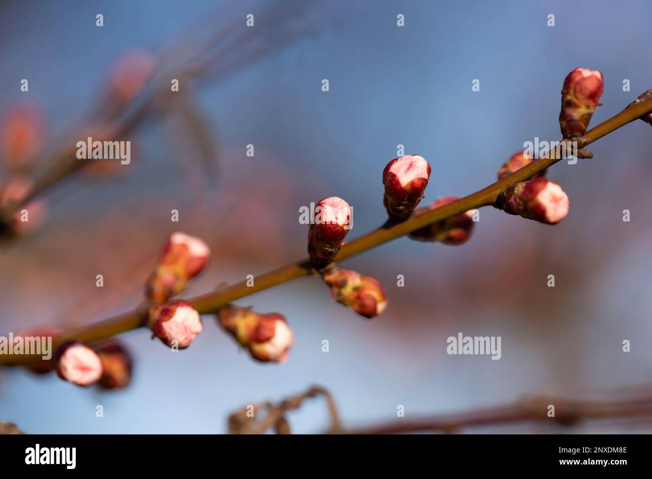 Cherry buds on the branches of a cherry tree in early spring Stock ...
