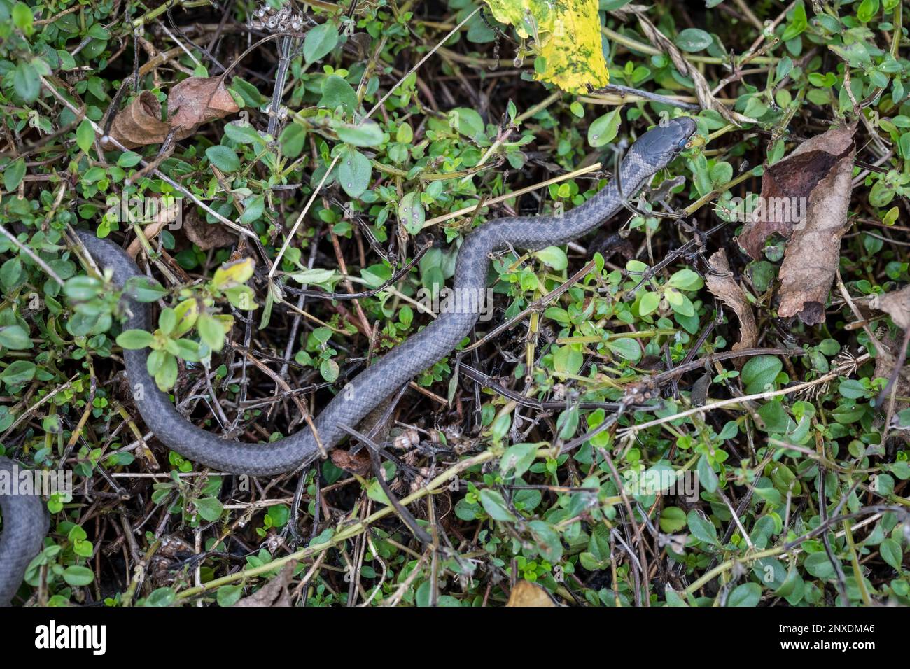Schlingnatter, Coronella austriaca, smooth snake Stock Photo - Alamy