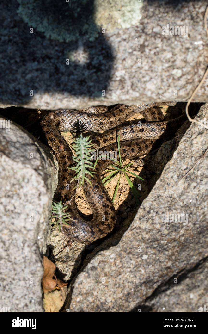 Schlingnatter, Coronella austriaca, smooth snake Stock Photo - Alamy
