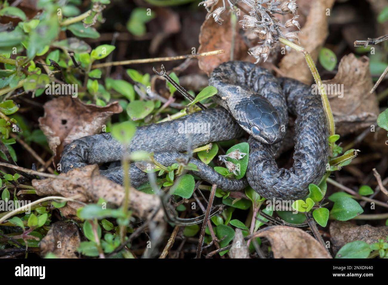 Schlingnatter, Coronella austriaca, smooth snake Stock Photo - Alamy