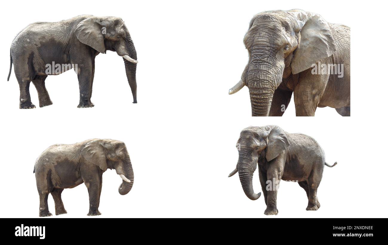 Collage with african elephant isolated on white Stock Photo - Alamy