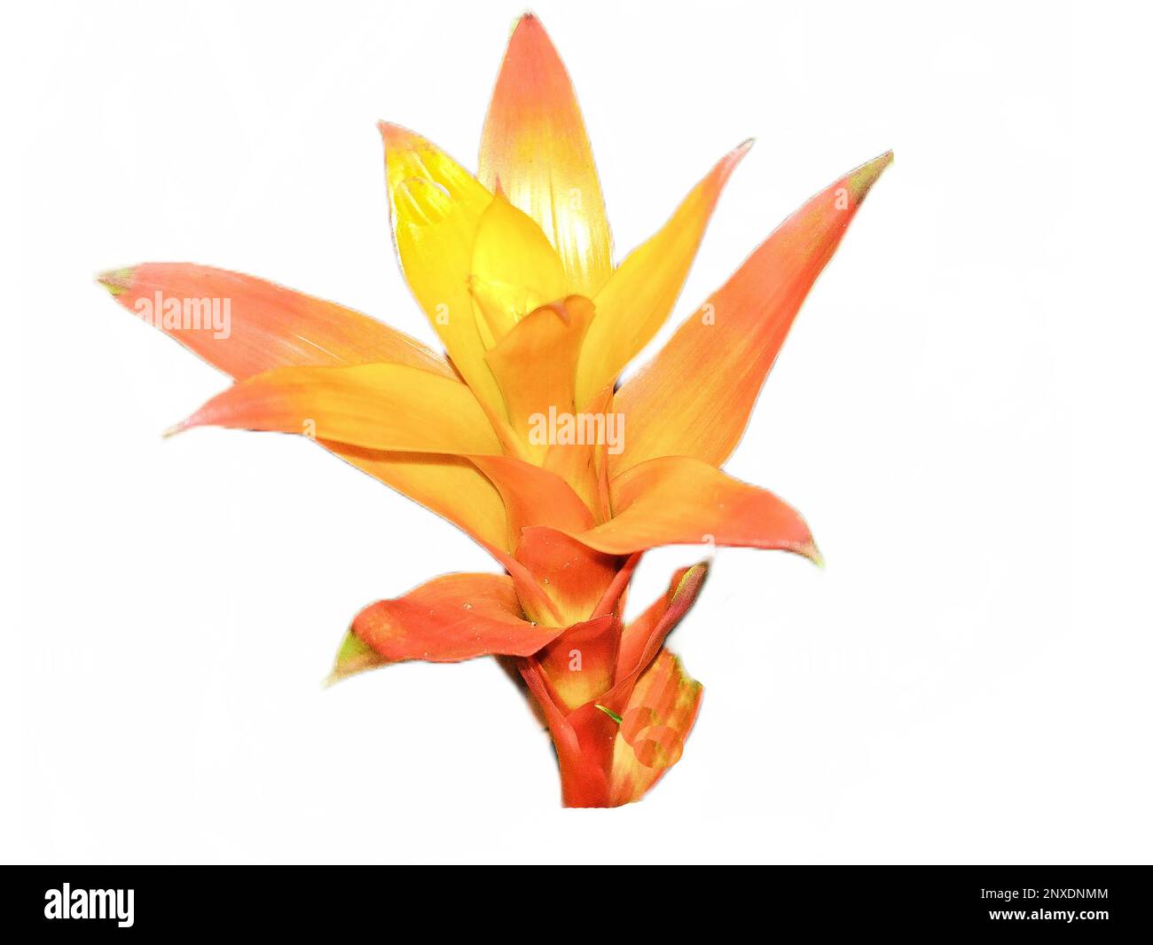 Scarlet star airplant flower isolated on white. Guzmania lingulata ...