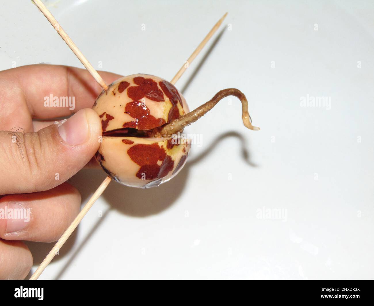 The root sprouting from an avocado seed Stock Photo - Alamy