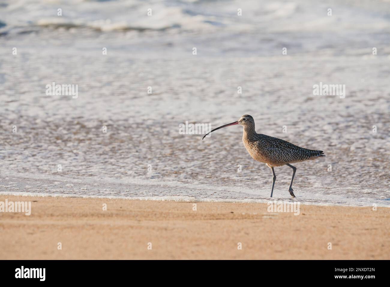 Sandpiper, Long-Billed Curlew, On The Beach at Sunset. Long-billed ...