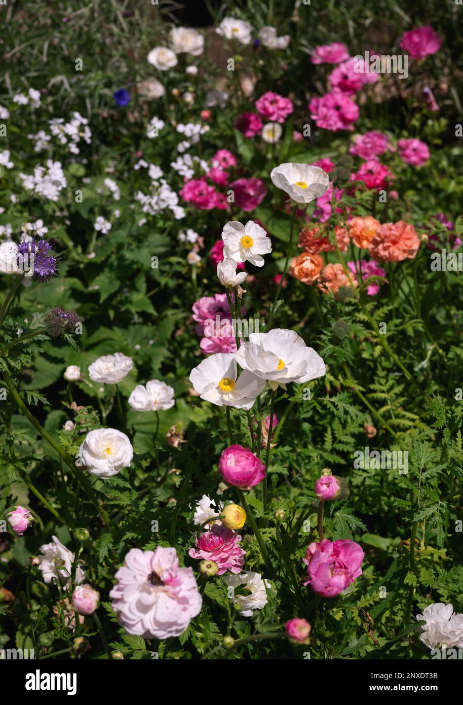 flowerbed with a multitude of mixed summer flowers including white ...