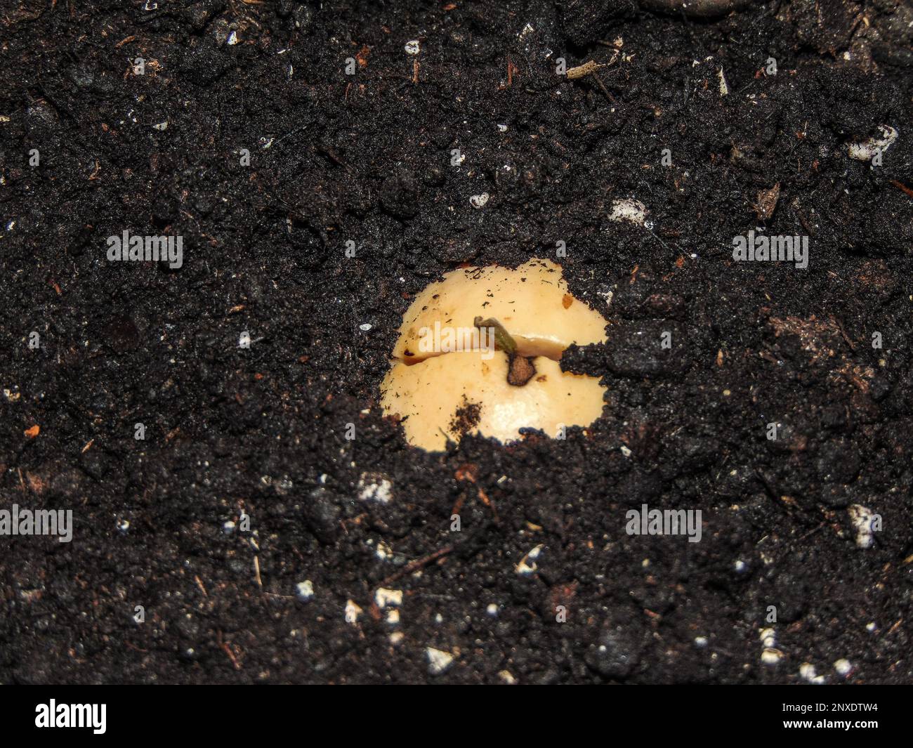 Avocado stone seed in water hi-res stock photography and images - Alamy