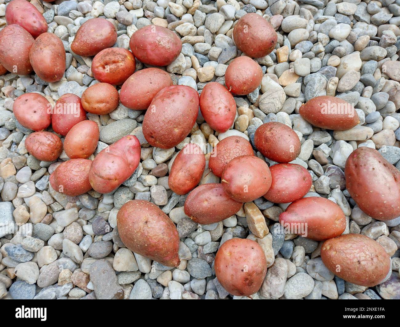 Potato stones hi-res stock photography and images - Alamy