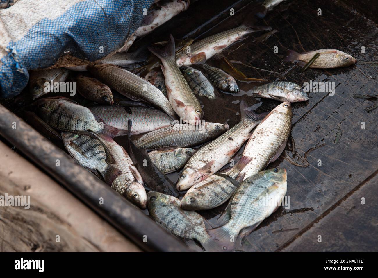 Nicolas Remene / Le Pictorium - Fishing and suffocation of the Niger ...