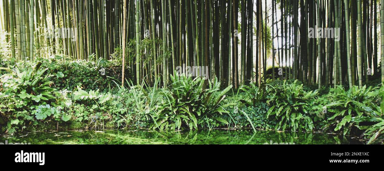 Horizontal banner or header with beautiful pond with many aquatic ...