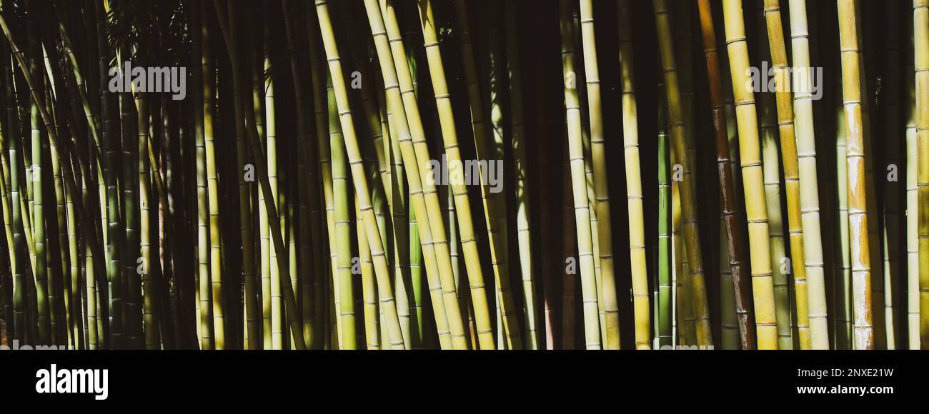Horizontal banner or header with bamboo forest with high plants and ...