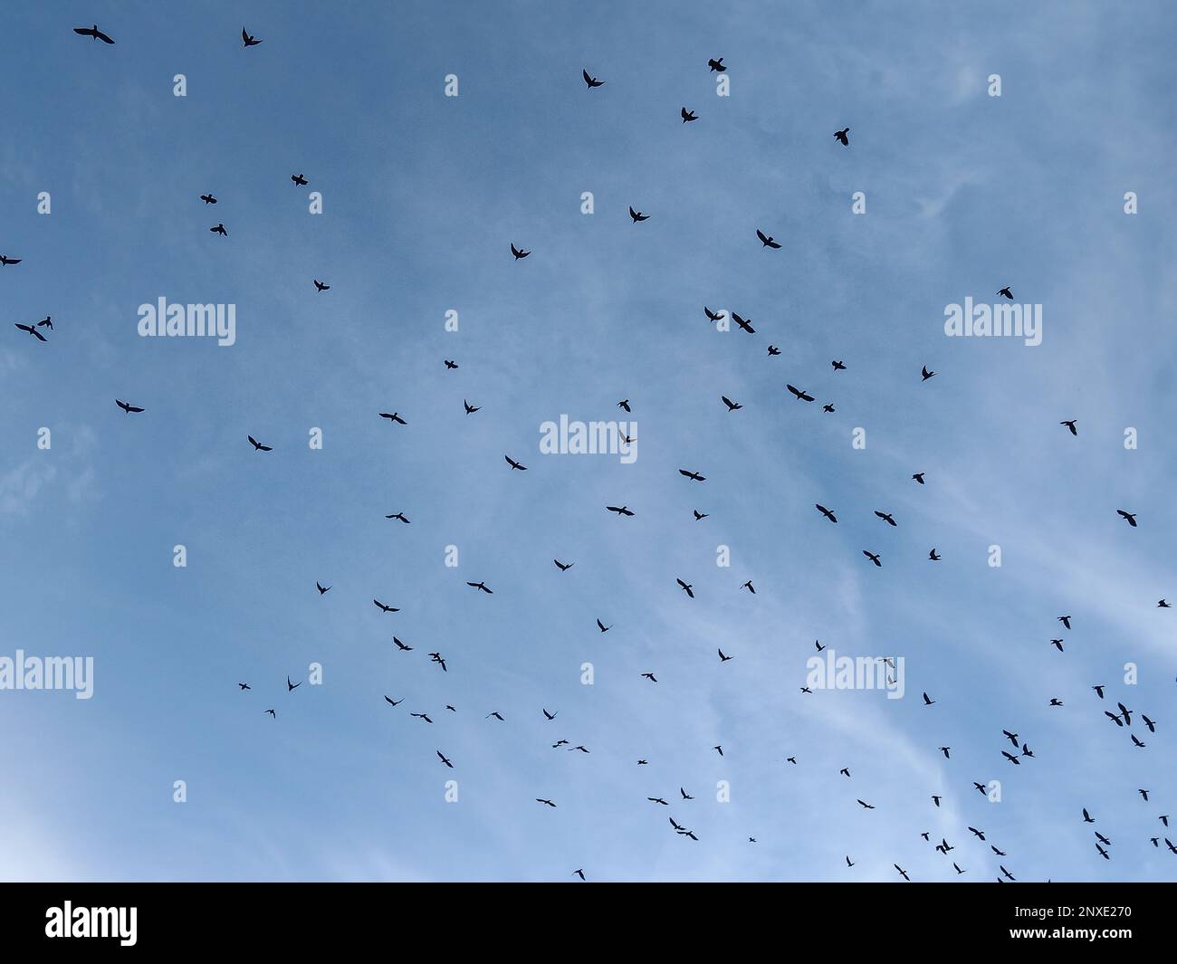 Crows to the sky hi-res stock photography and images - Alamy