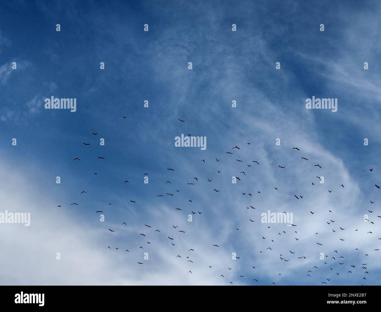 crows flying in the sky in Romania Stock Photo - Alamy