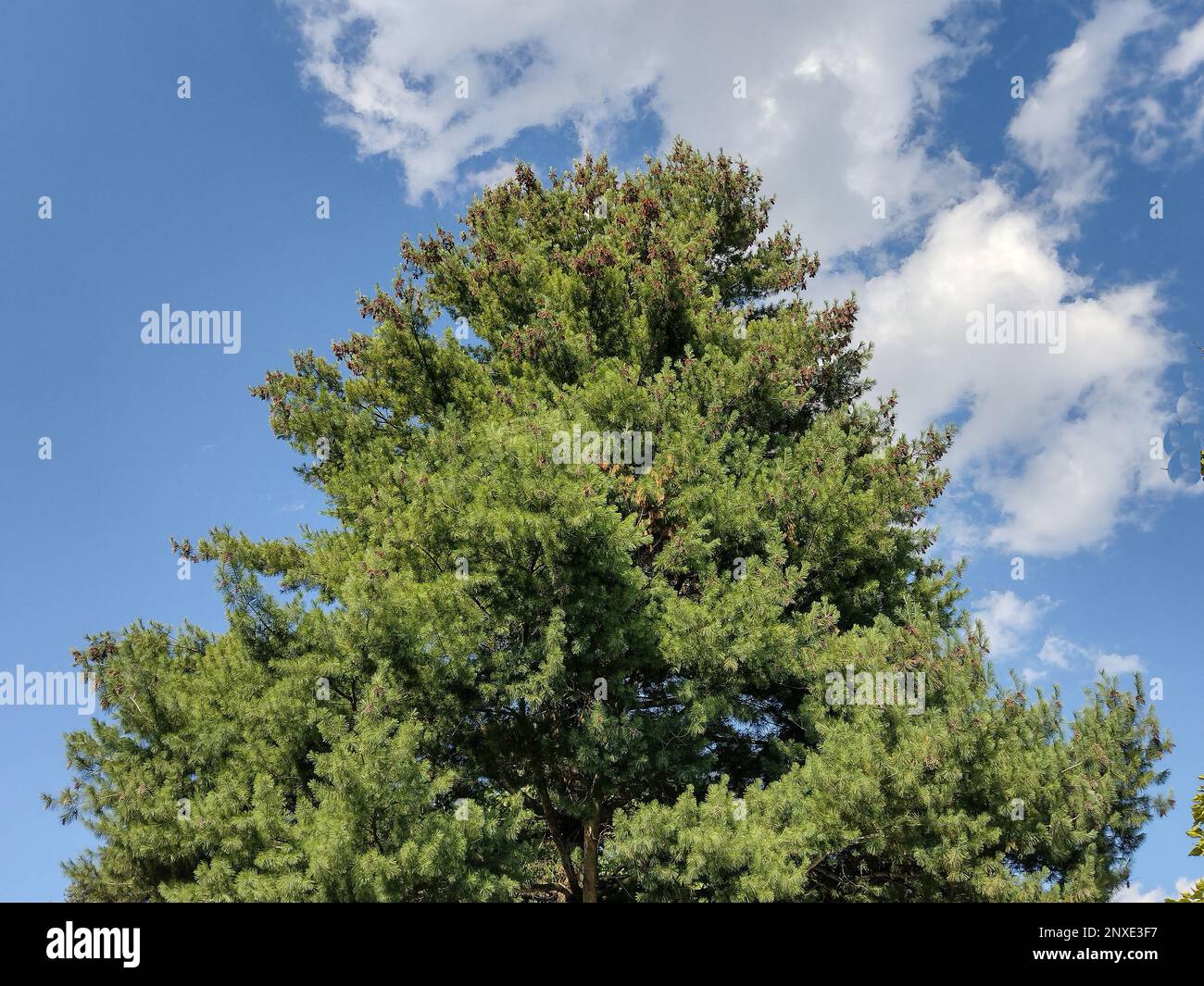 Big pine tree in Baia Mare city, Romania. Pinus strobus Stock Photo - Alamy