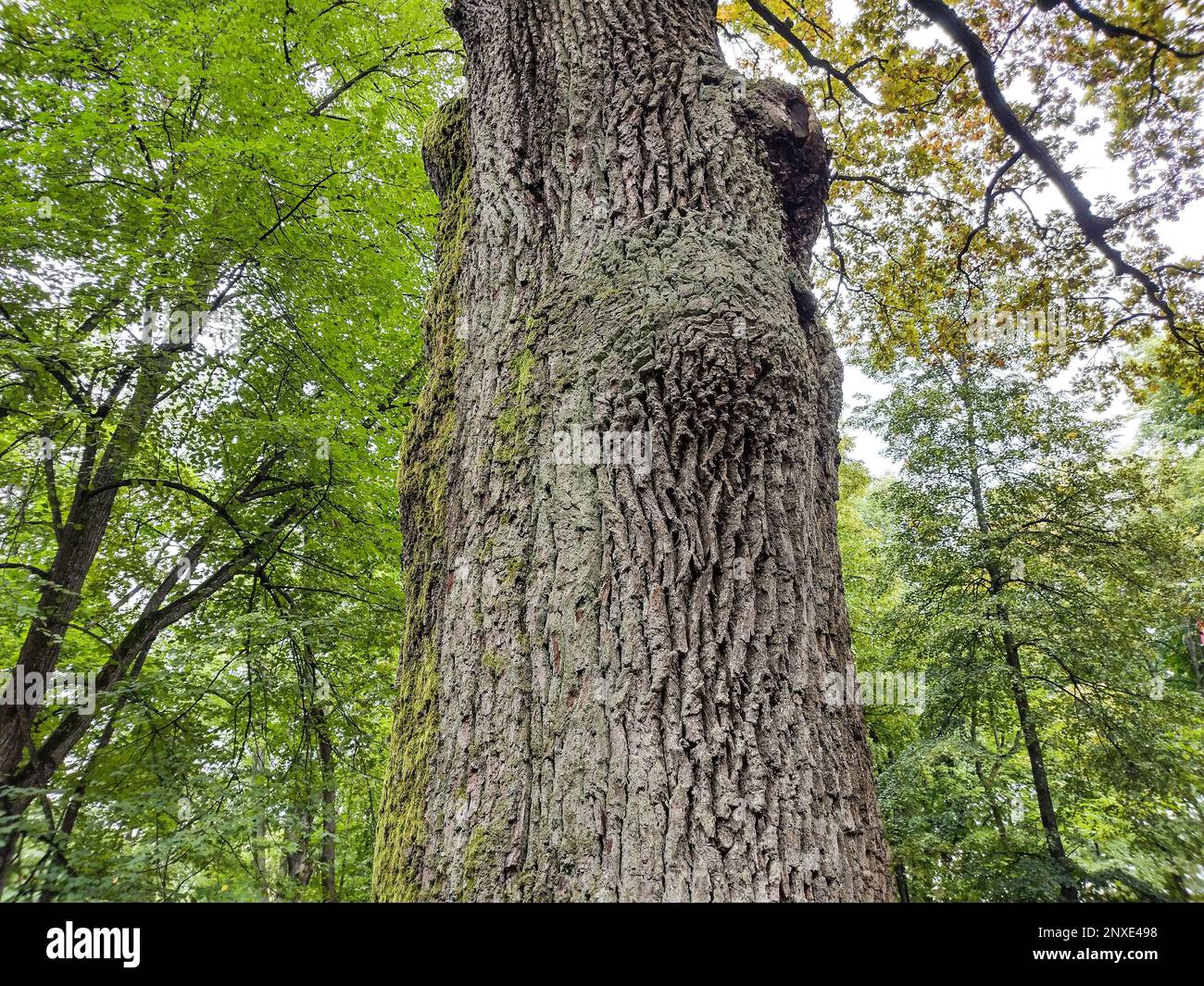 The big trunk of a tree in Romania Stock Photo - Alamy